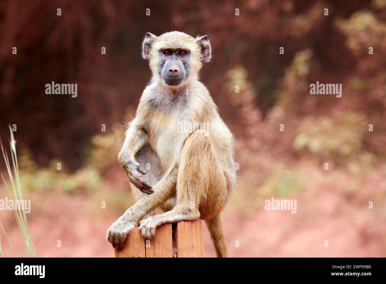 Young Olive Baboon, papio anubis posing on a wood stump in Shimba Hills ...