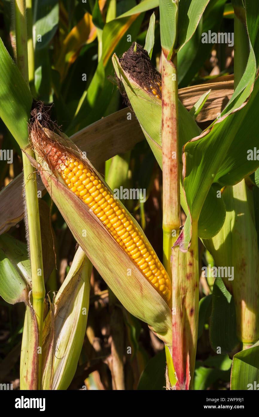 Domesticated corn hi-res stock photography and images - Alamy