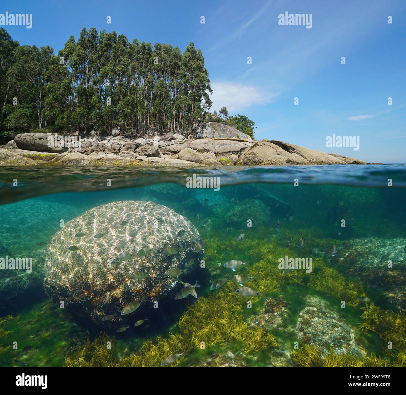 Atlantic ocean seascape, rocky coast with Eucalyptus trees and a ...