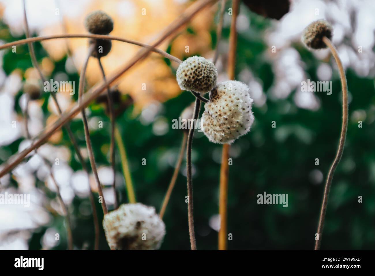 A macro photo of a Japanese anemone seed capsules. Macro flowers ...