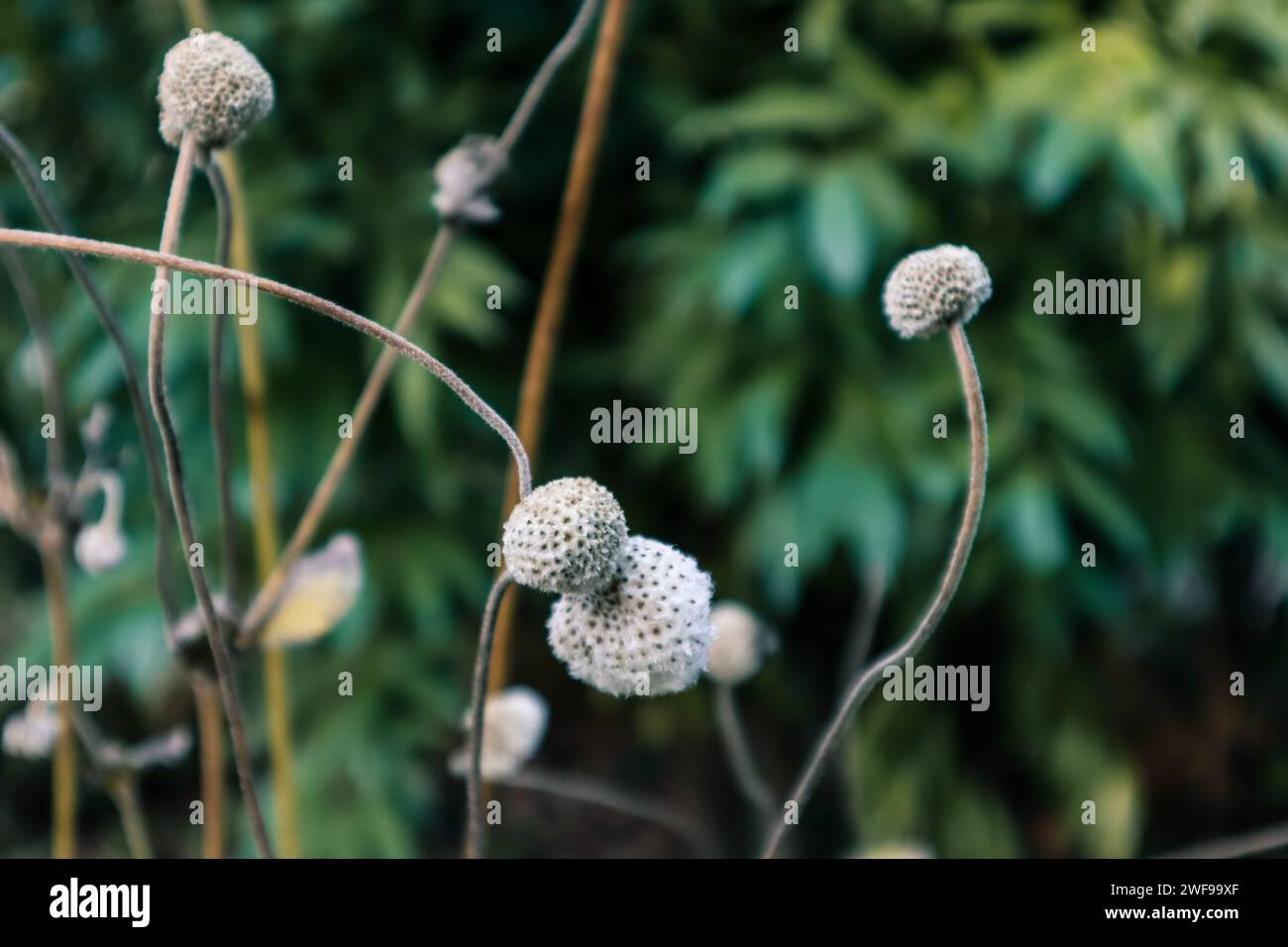 A macro photo of a Japanese anemone seed capsules. Macro flowers ...