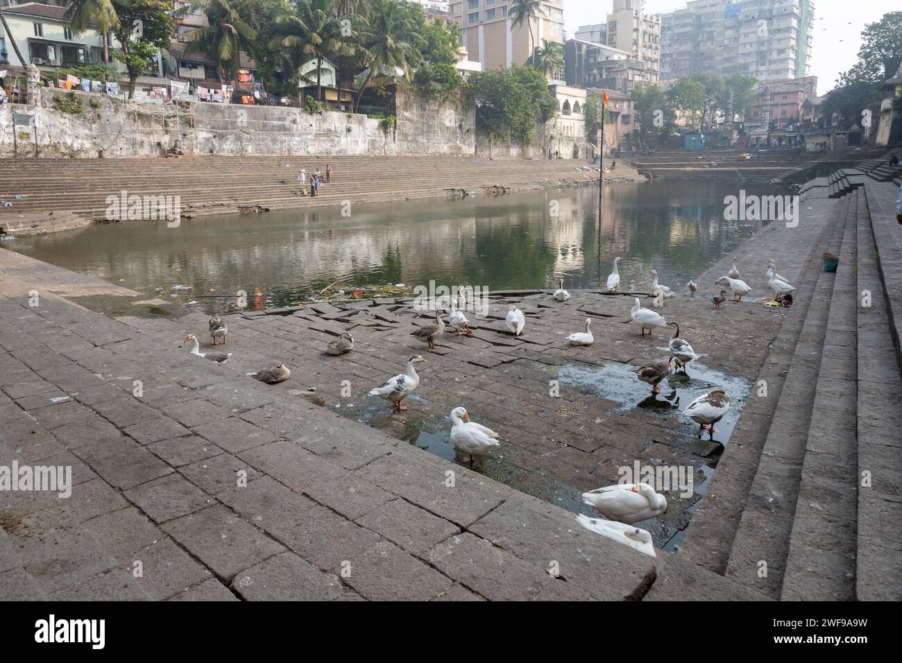 Mumbai, Maharashtra, India, Ducks at a ghat of Banganga lake, Editorial ...