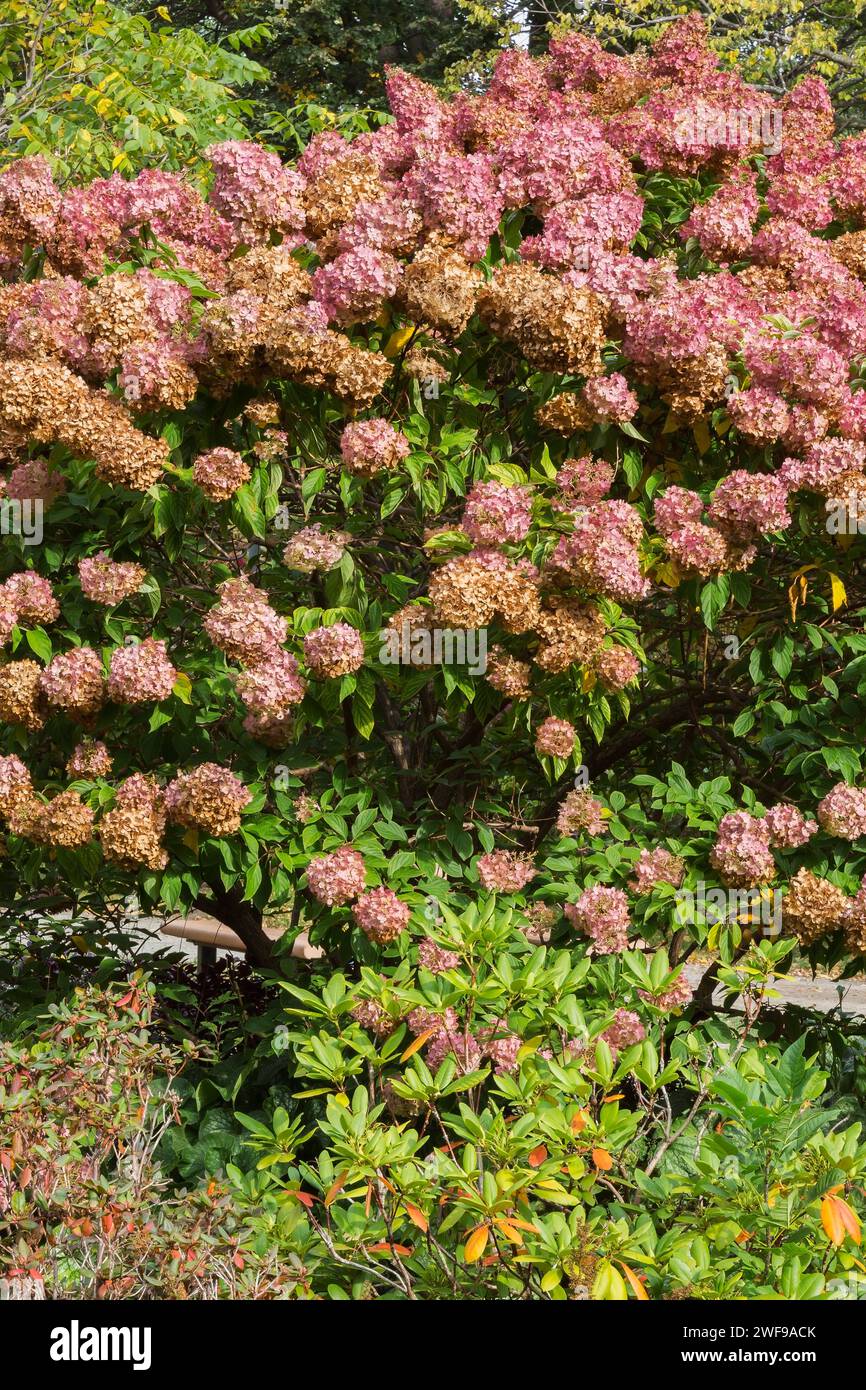 Hydrangea paniculata 'Grandiflora' - PeeGee Hydrangea with pink and wilted flowerheads in autumn ...