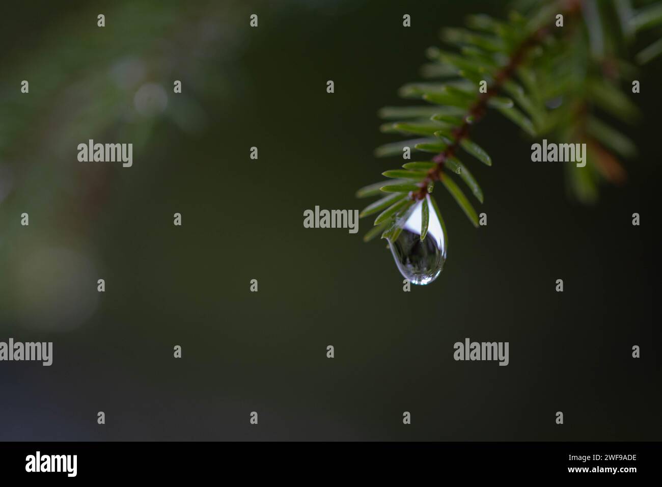 A drop of water hanging on spruce branch. Water drop concept. Natural ...