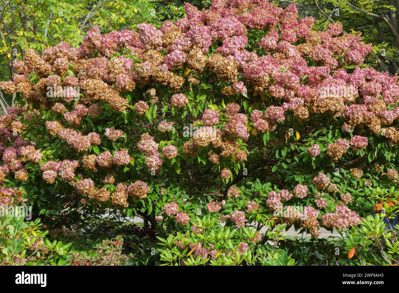 Hydrangea paniculata 'Grandiflora' - PeeGee Hydrangea with pink and ...