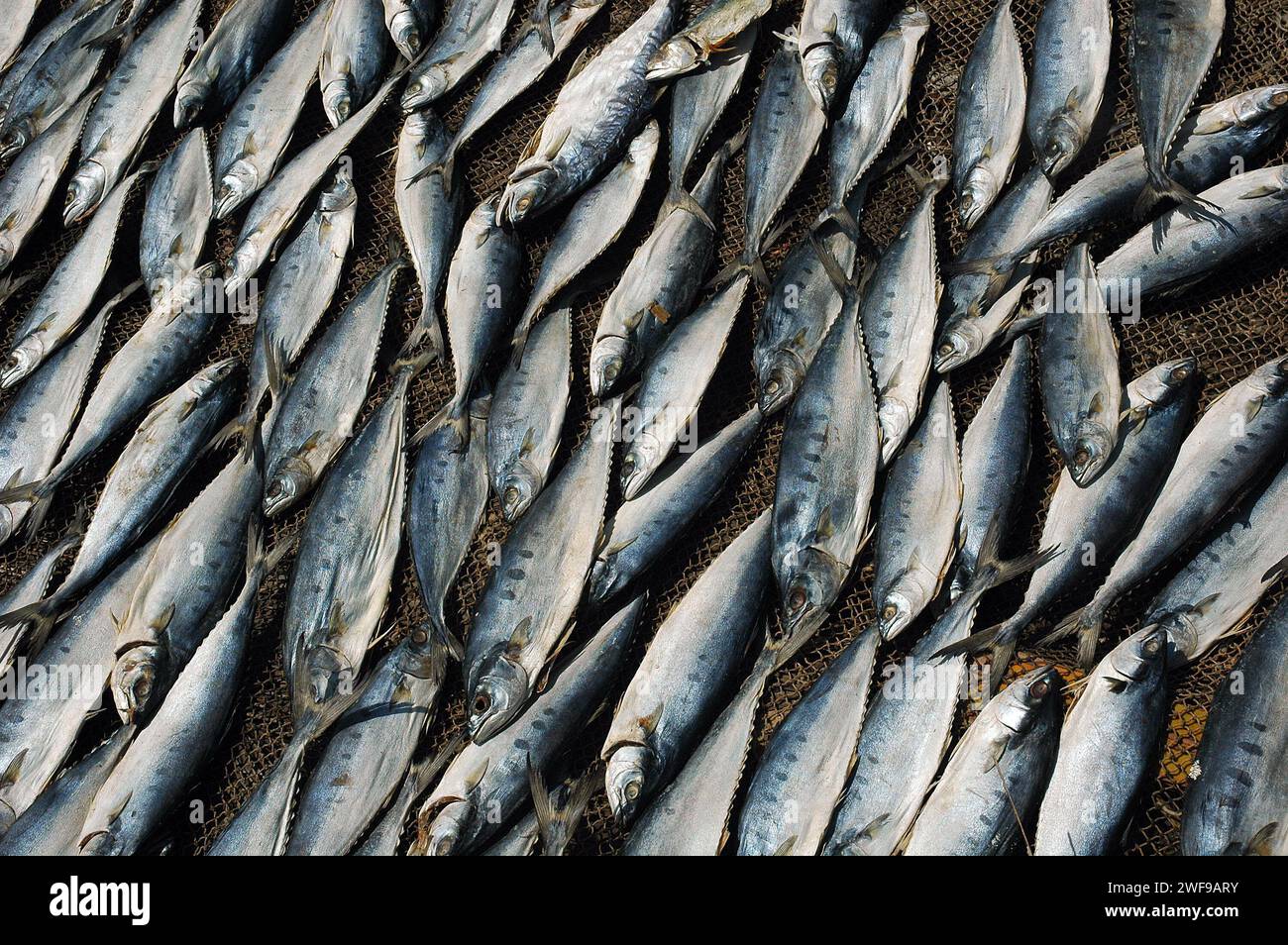 Colva Beach spans about 2.5 km along a sandy coastline of approximately ...