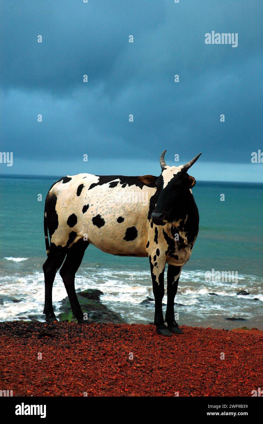 Cow at Anjuna Beach. The beaches of Goa are the perfect destination for ...