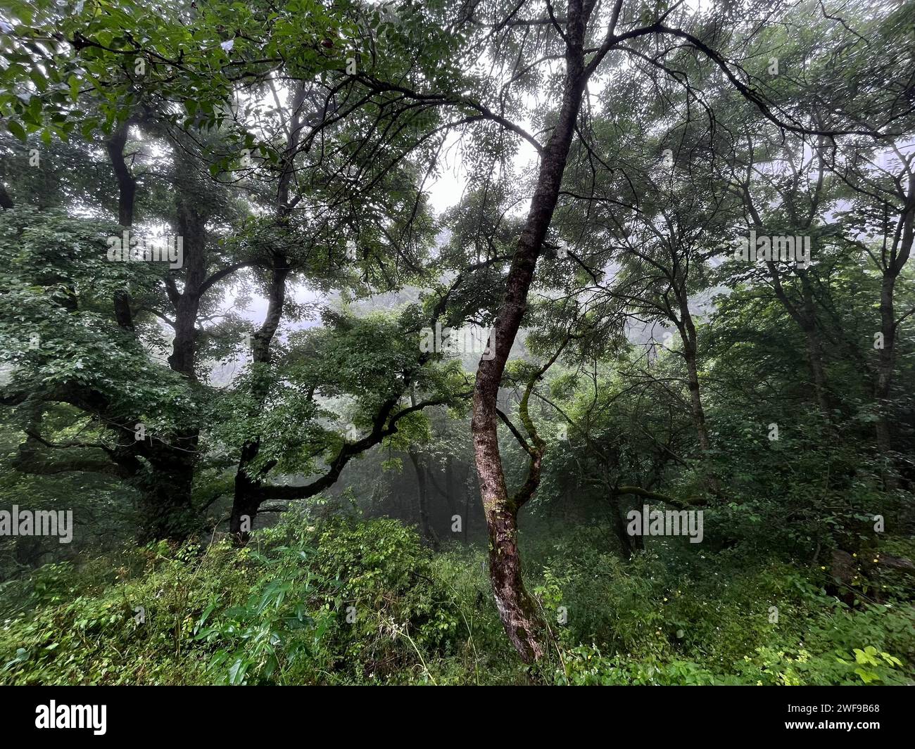 Plants foliage and fauna hi-res stock photography and images - Alamy