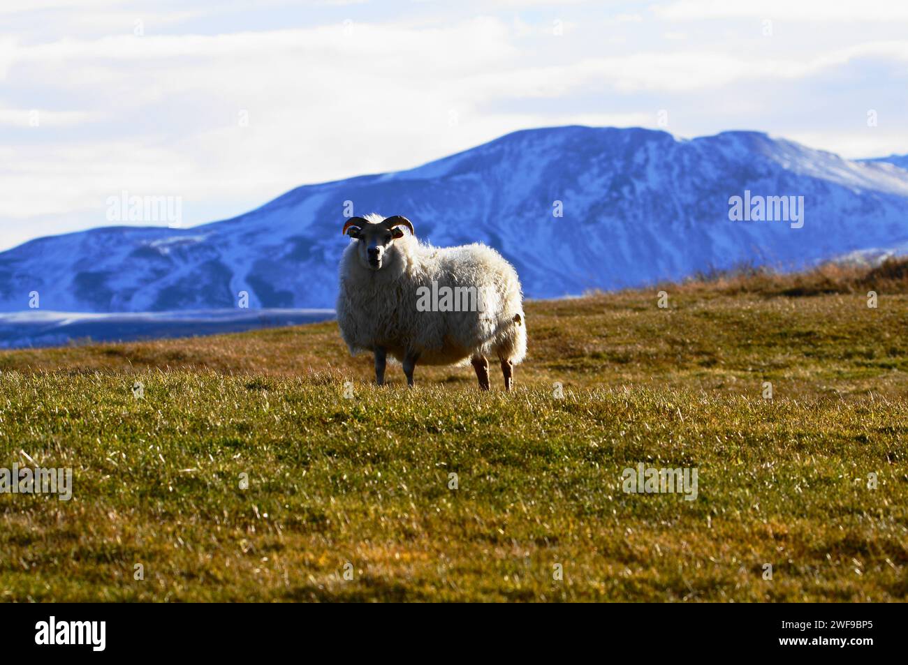 Icelandic Sheep by Dimmuborgir Lava Formations , Lake Myvatn, Northern ...