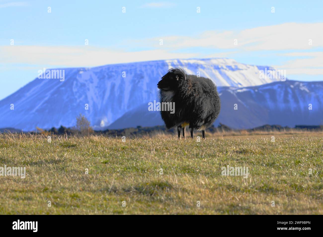 Icelandic Sheep by Dimmuborgir Lava Formations , Lake Myvatn, Northern ...