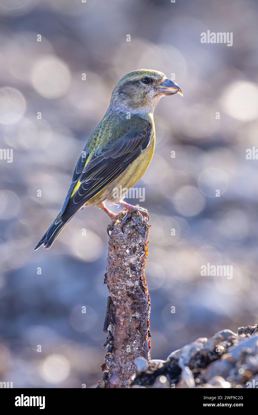 Backlit bird hi-res stock photography and images - Alamy