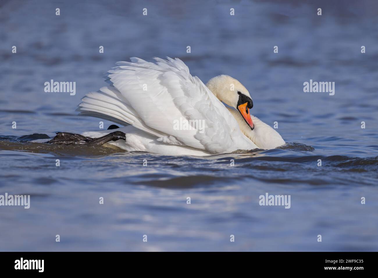 Mute Swan cob in attack mode Stock Photo - Alamy