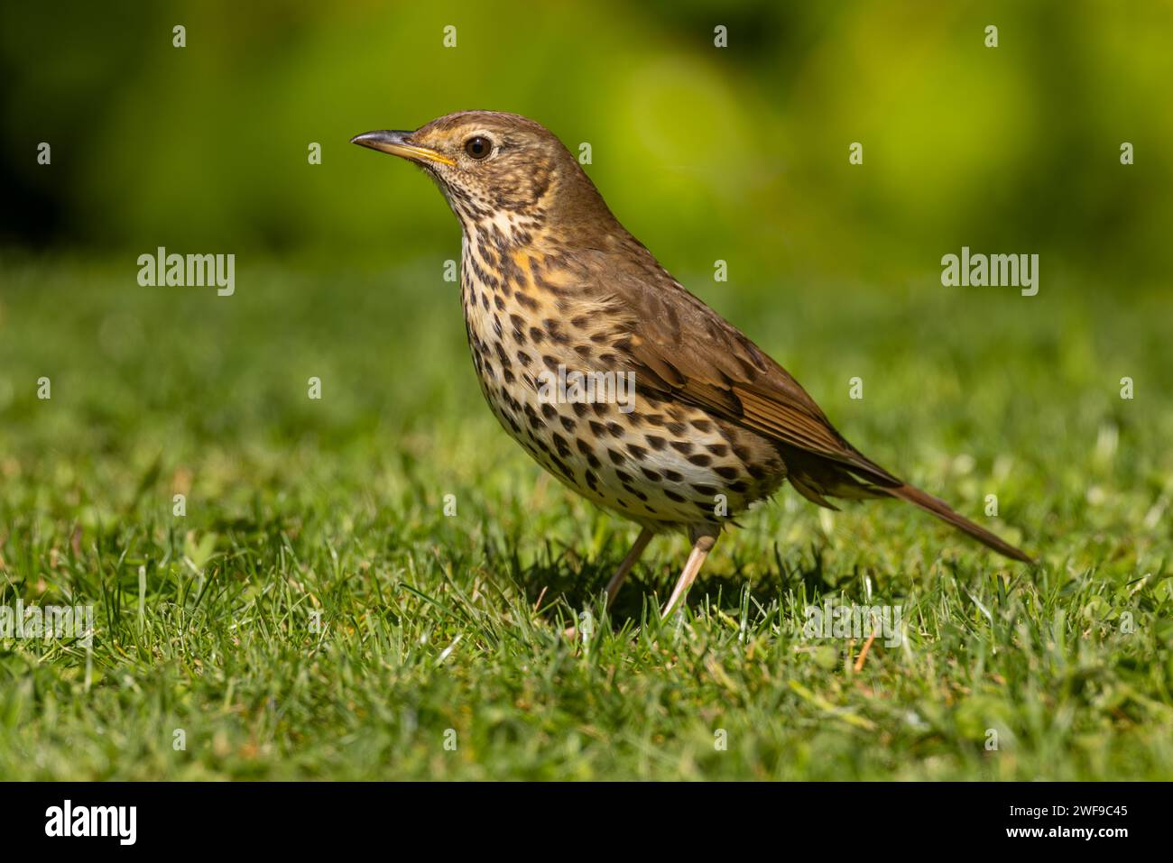 Song Thrush on Grass Stock Photo - Alamy
