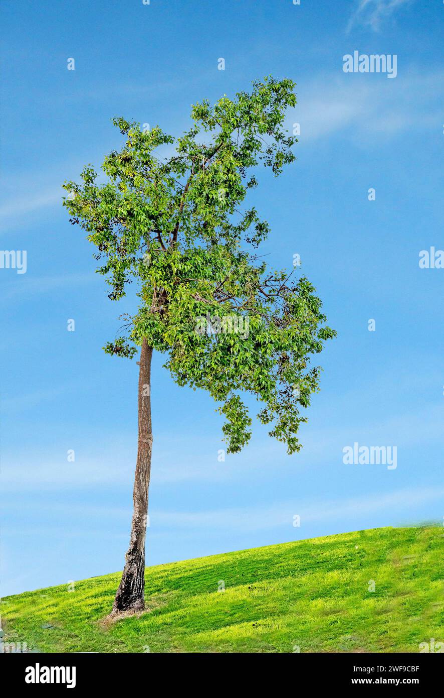 Ornamental tree in Israel at spring Stock Photo - Alamy