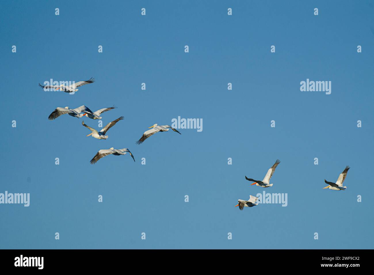 A group of birds soaring above a picturesque beach Stock Photo - Alamy