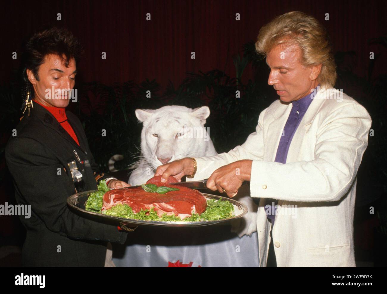 Siegfried and roy and tiger hi-res stock photography and images - Alamy