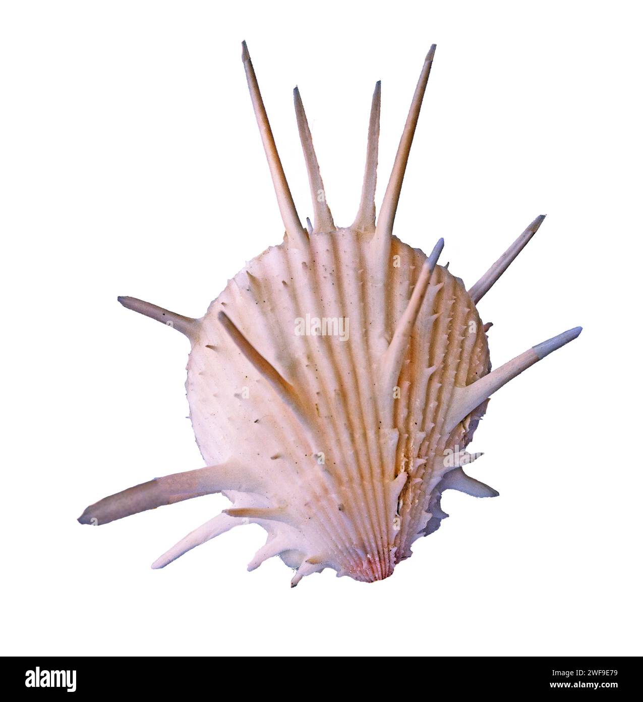 Seashell on white background Stock Photo - Alamy