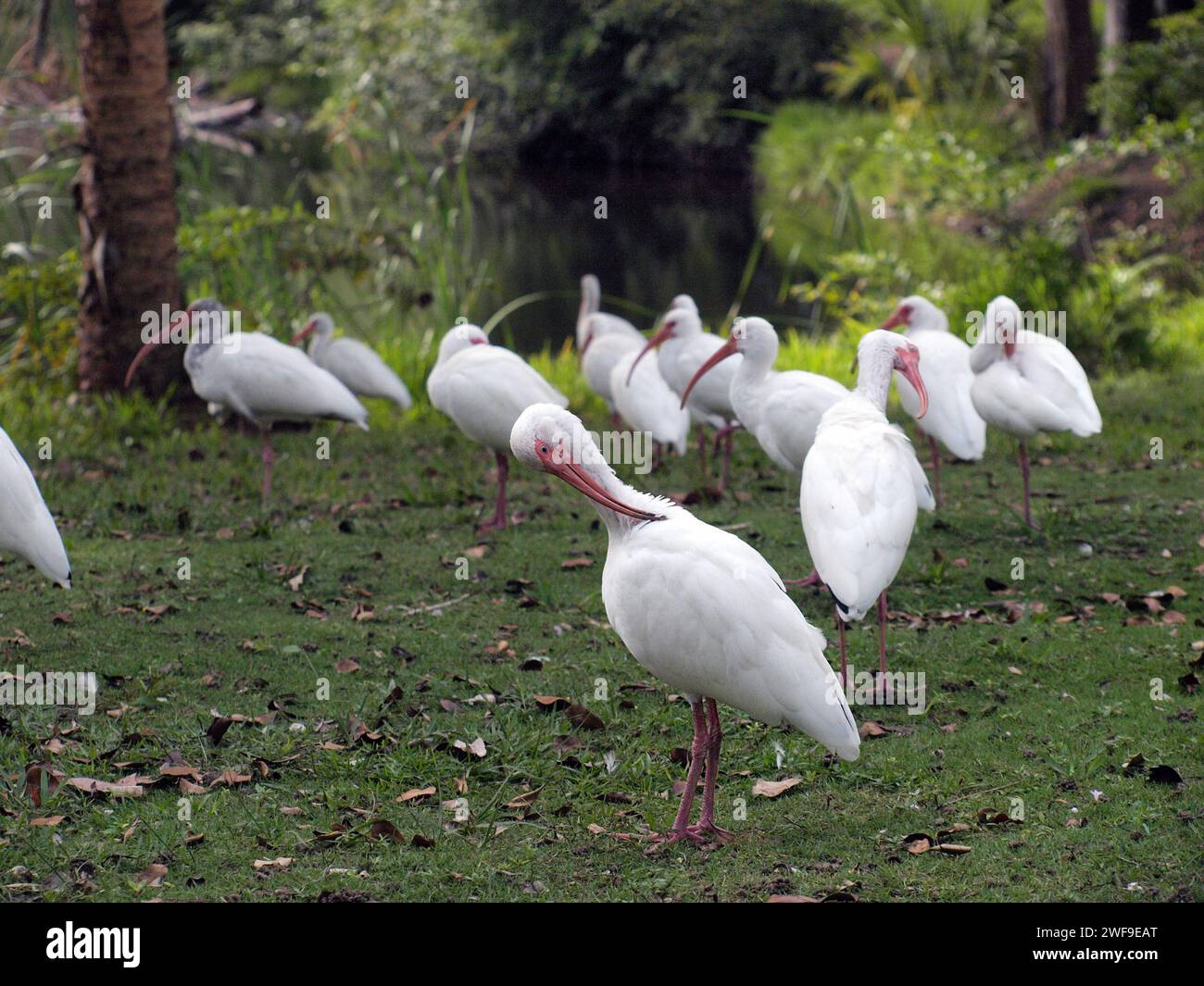Birds cleaning feathers hi-res stock photography and images - Alamy