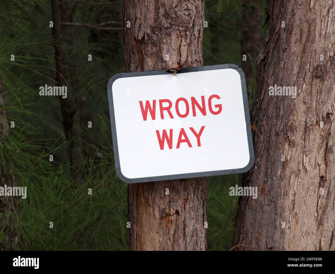 Wrong way sign on a pine tree in a mountain bike trail of Oleta River ...
