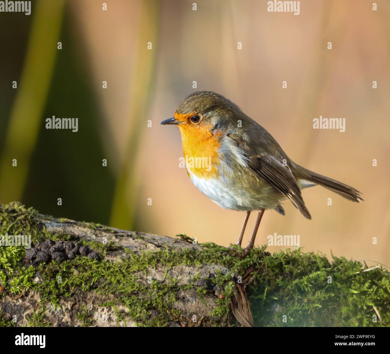 A Small Robin bird perched on tree branch against blurred backdrop ...