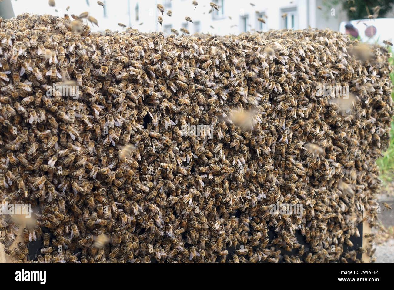 Insekten detail hi-res stock photography and images - Alamy