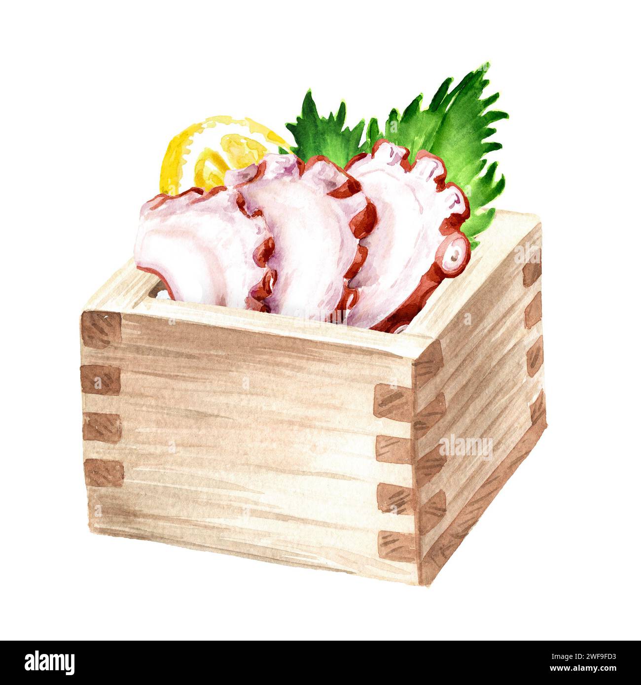Japanese Octopus Sashimi In A Wooden Box Masu. Hand drawn watercolor ...