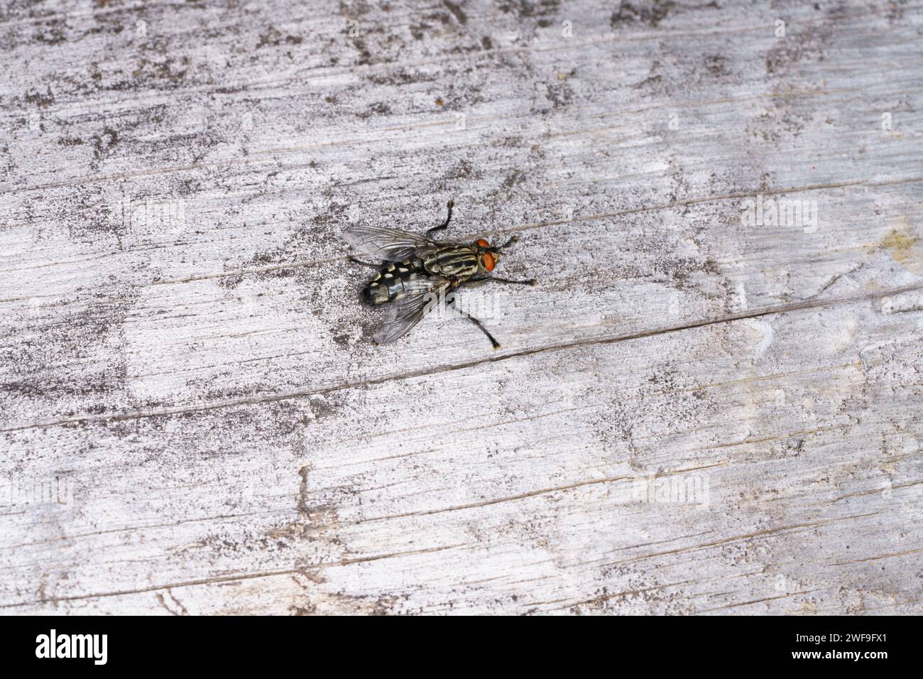 Sarcophaga pumila Variable-tailed Flesh Fly Genus Sarcophaga Family ...