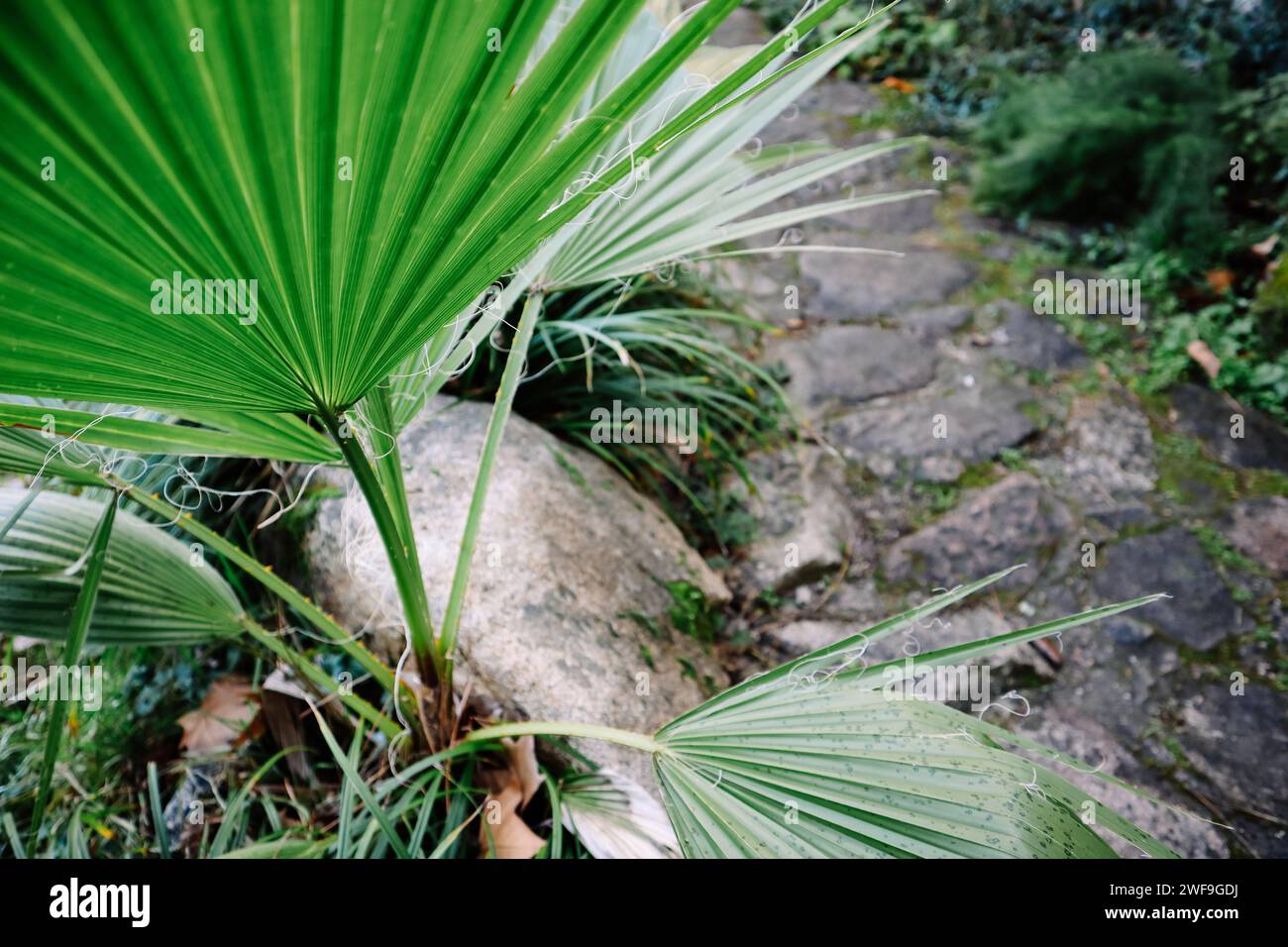 Trachycarpus fortunei palm green fresh leaf close-up view. Palms in ...