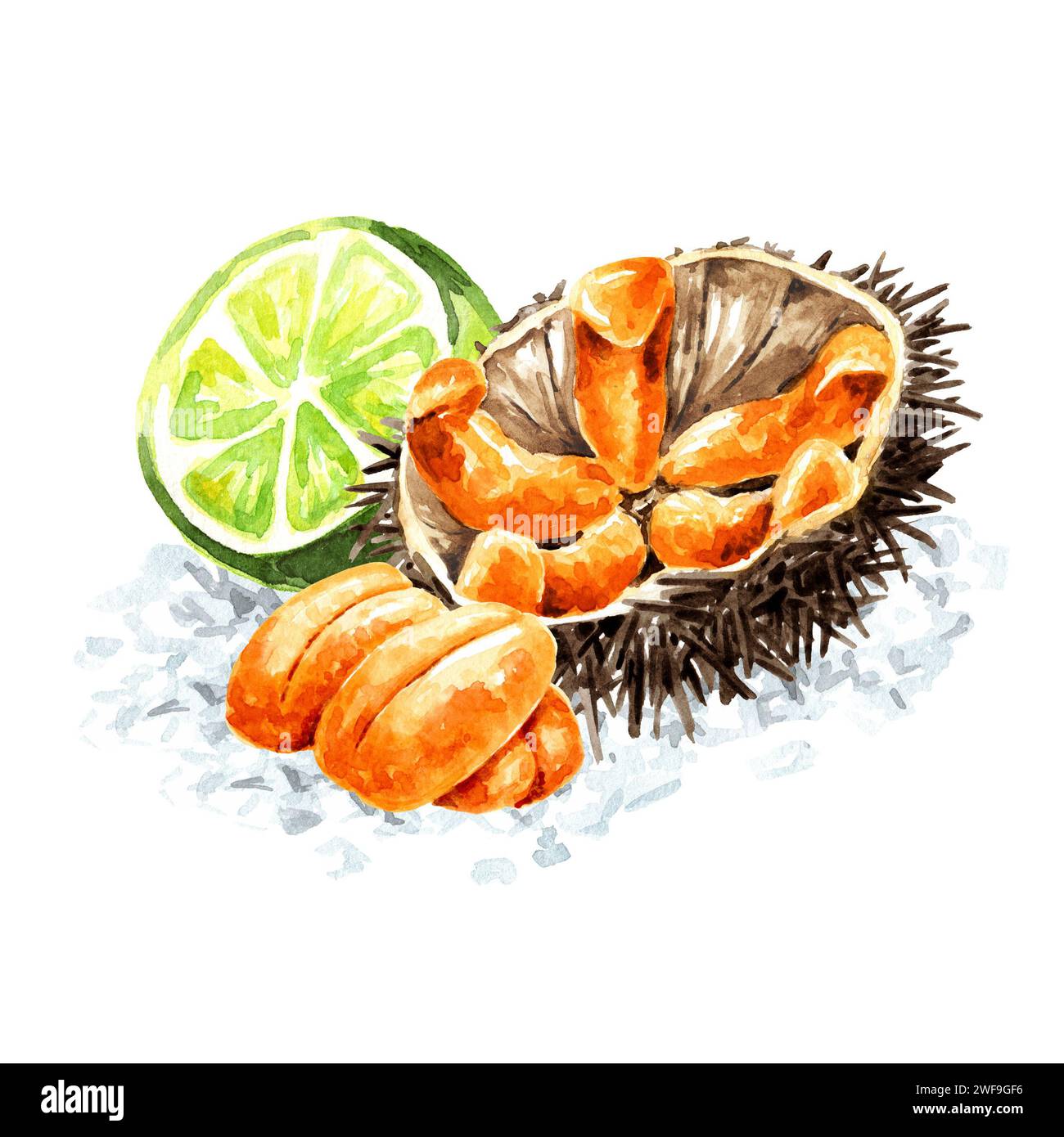 Sea urchin with caviar. Hand drawn watercolor illustration, isolated on ...