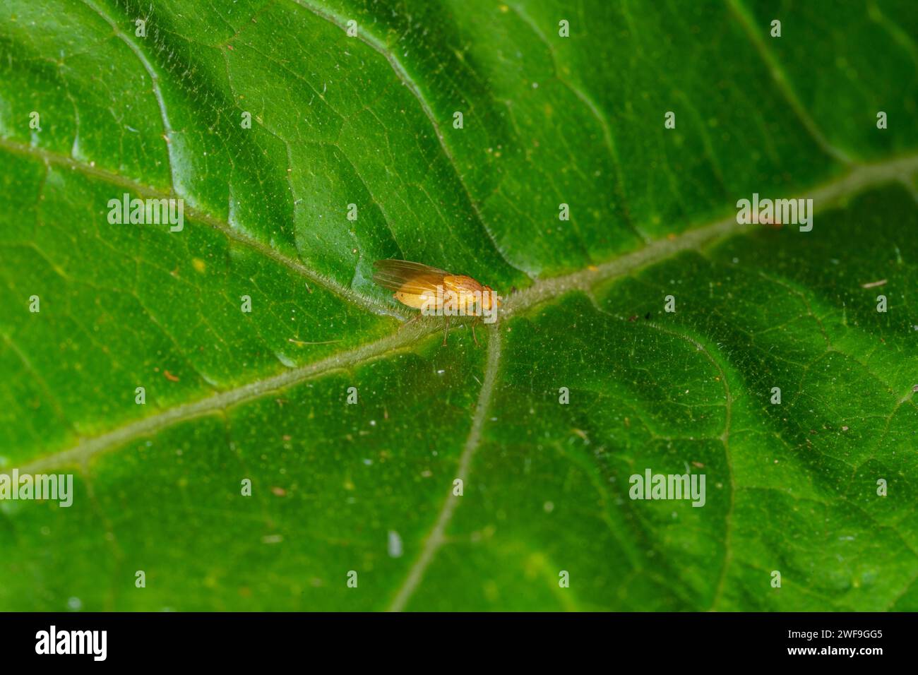 Lauxaniidae hi-res stock photography and images - Alamy