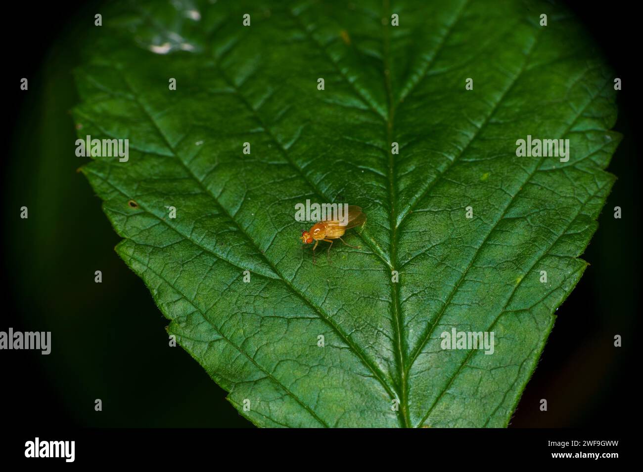Lauxaniidae family Acalyptrate fly wild nature insect wallpaper ...