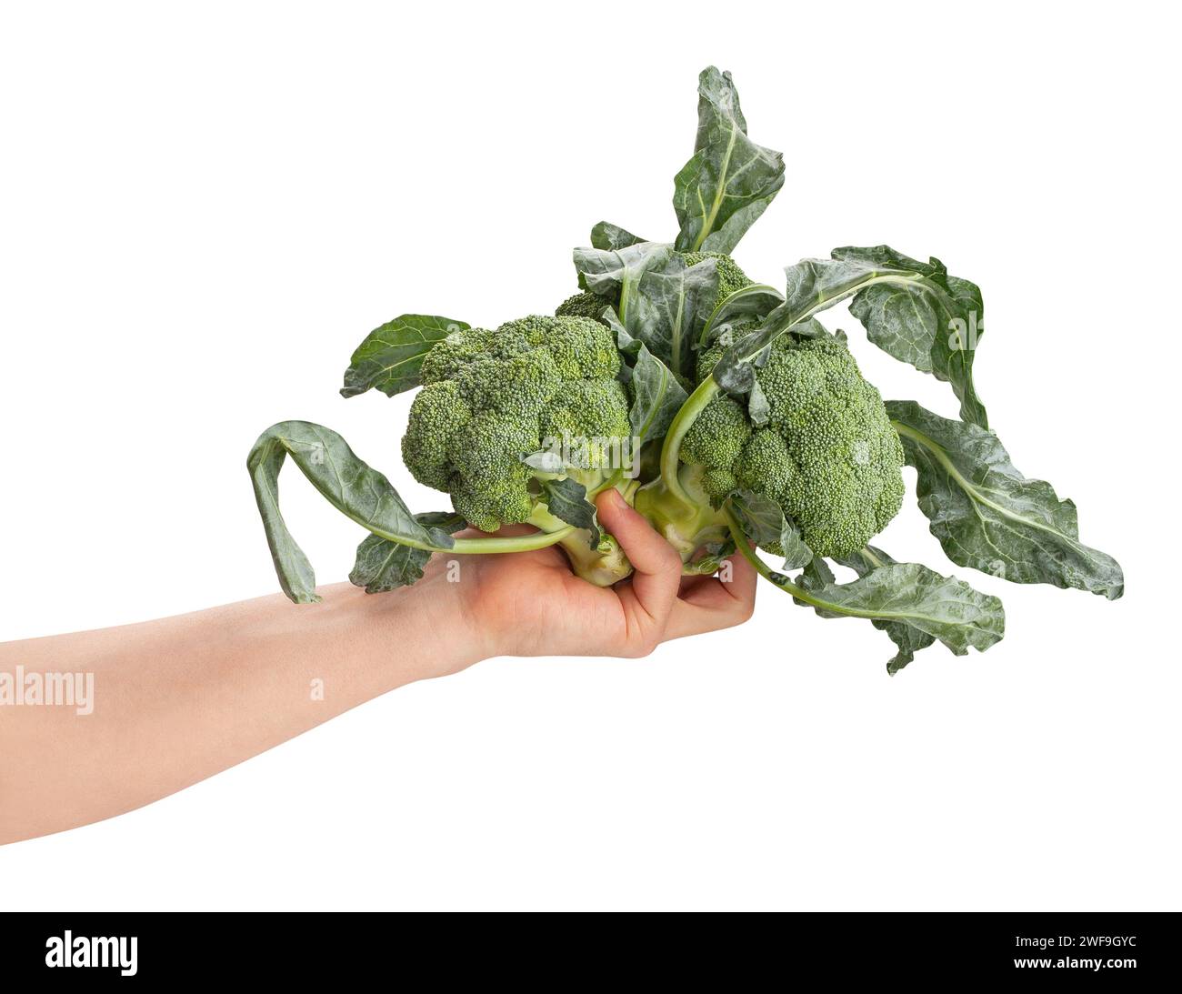 broccoli in hand path isolated on white Stock Photo - Alamy