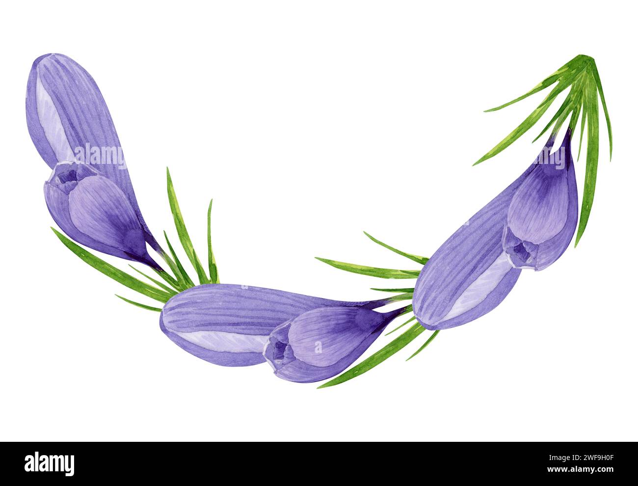 crocus, flower, watercolor, illustration, composition, wreath, frame ...
