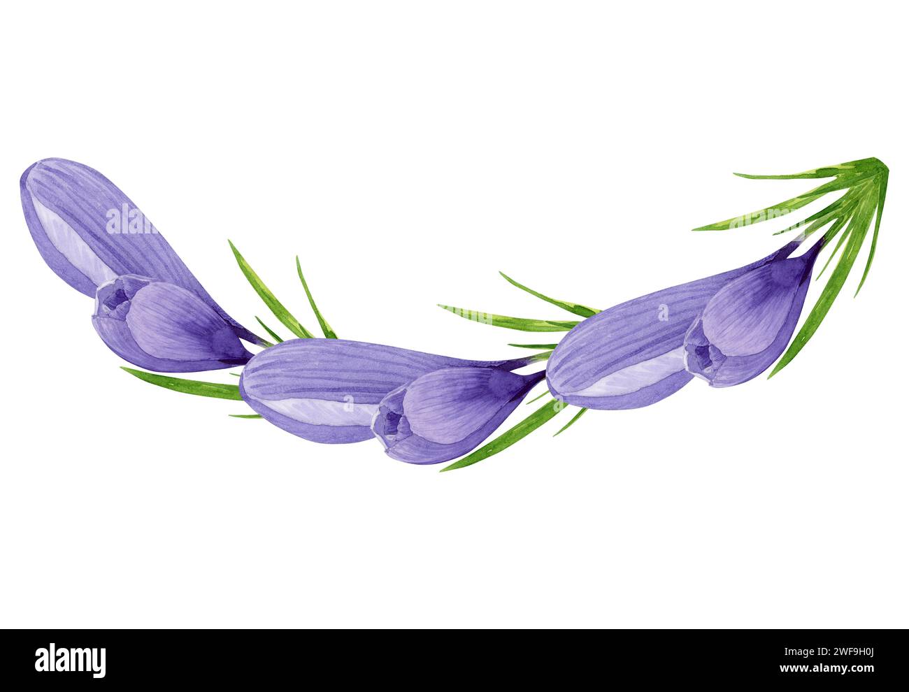 Spring flowers crocuses composition. Hand painted watercolor floral ...