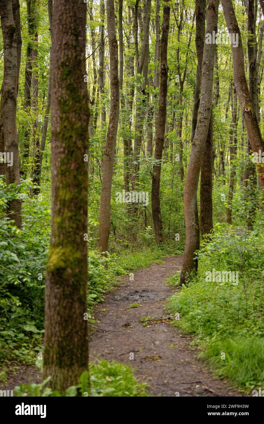 Vibrant green forest in summer with tall slim trees. Beautiful forest ...