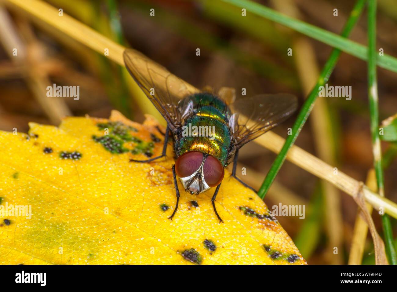 Lucilia caesar insect hi-res stock photography and images - Alamy
