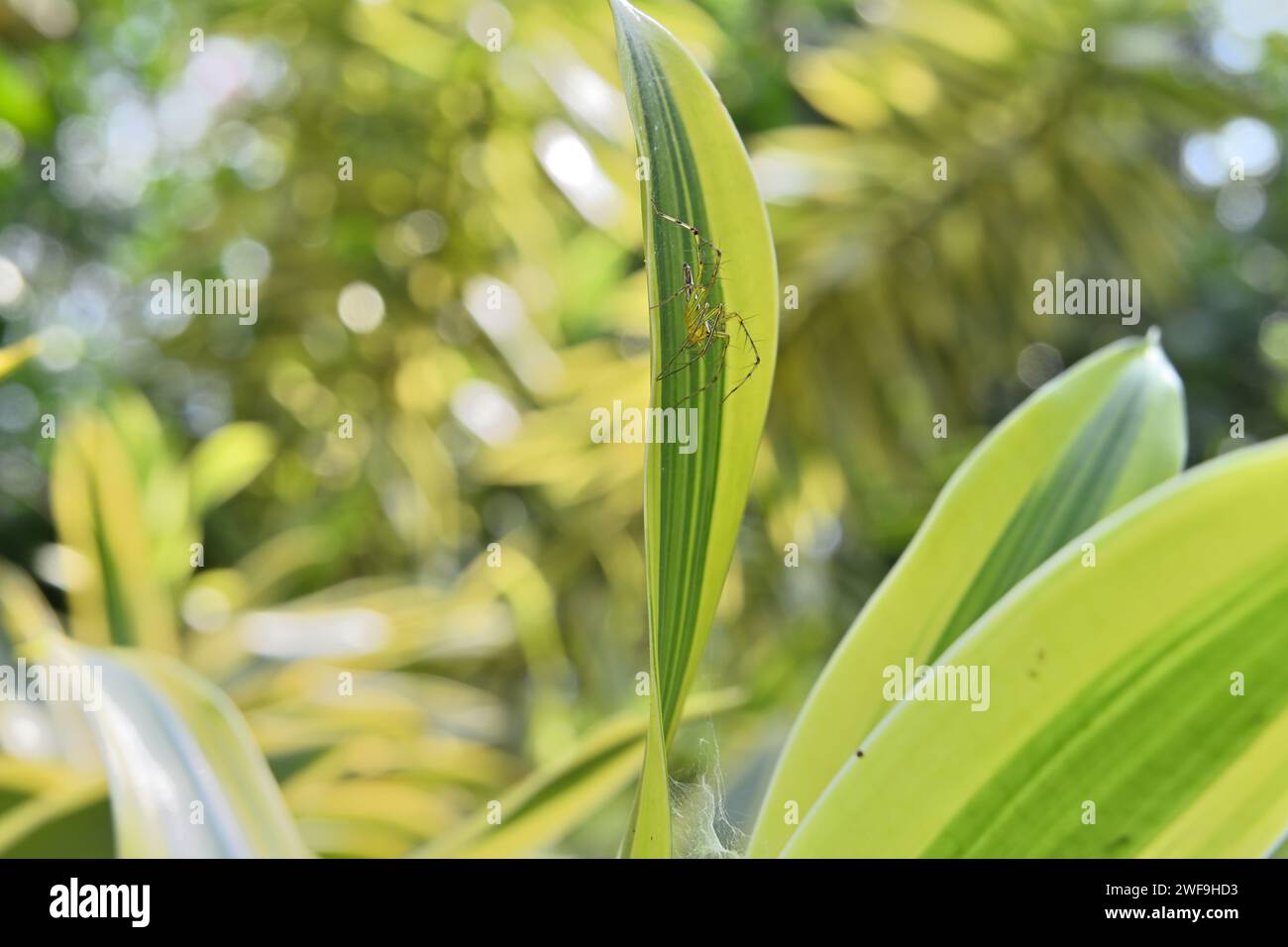 Side view of a Striped lynx spider sitting on an elevated Song of India ...