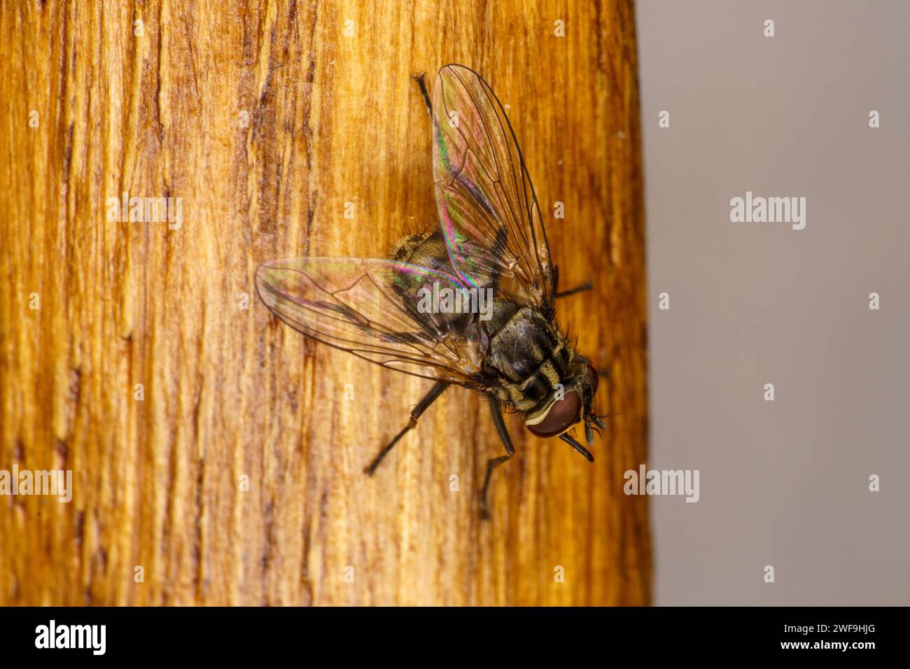 Stomoxys calcitrans Stable fly Family Muscidae Genus Stomoxys wild ...