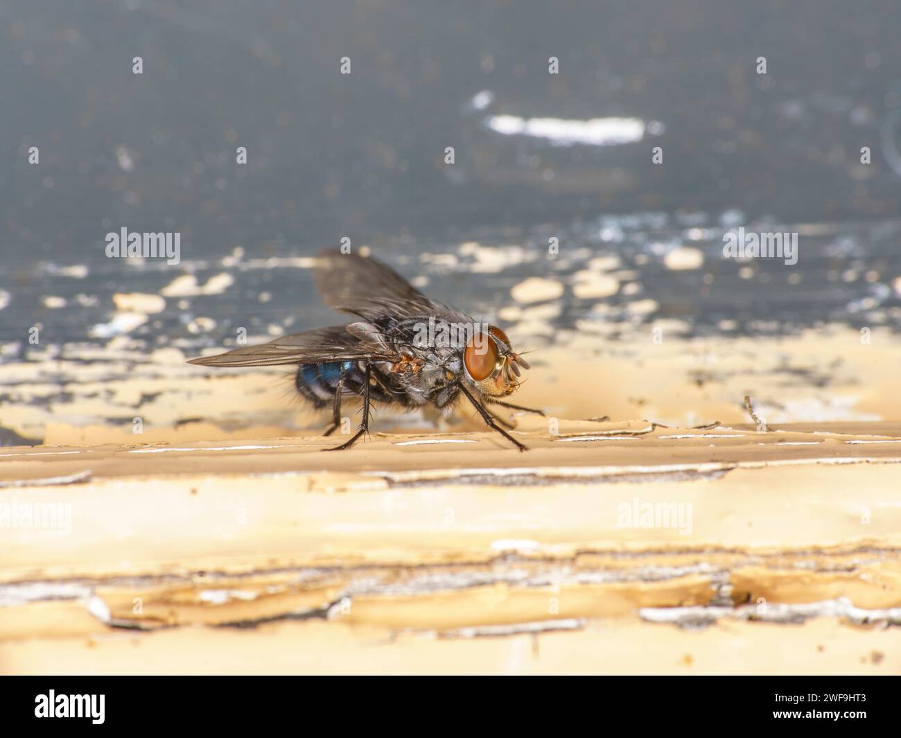 Calliphoridae hi-res stock photography and images - Alamy