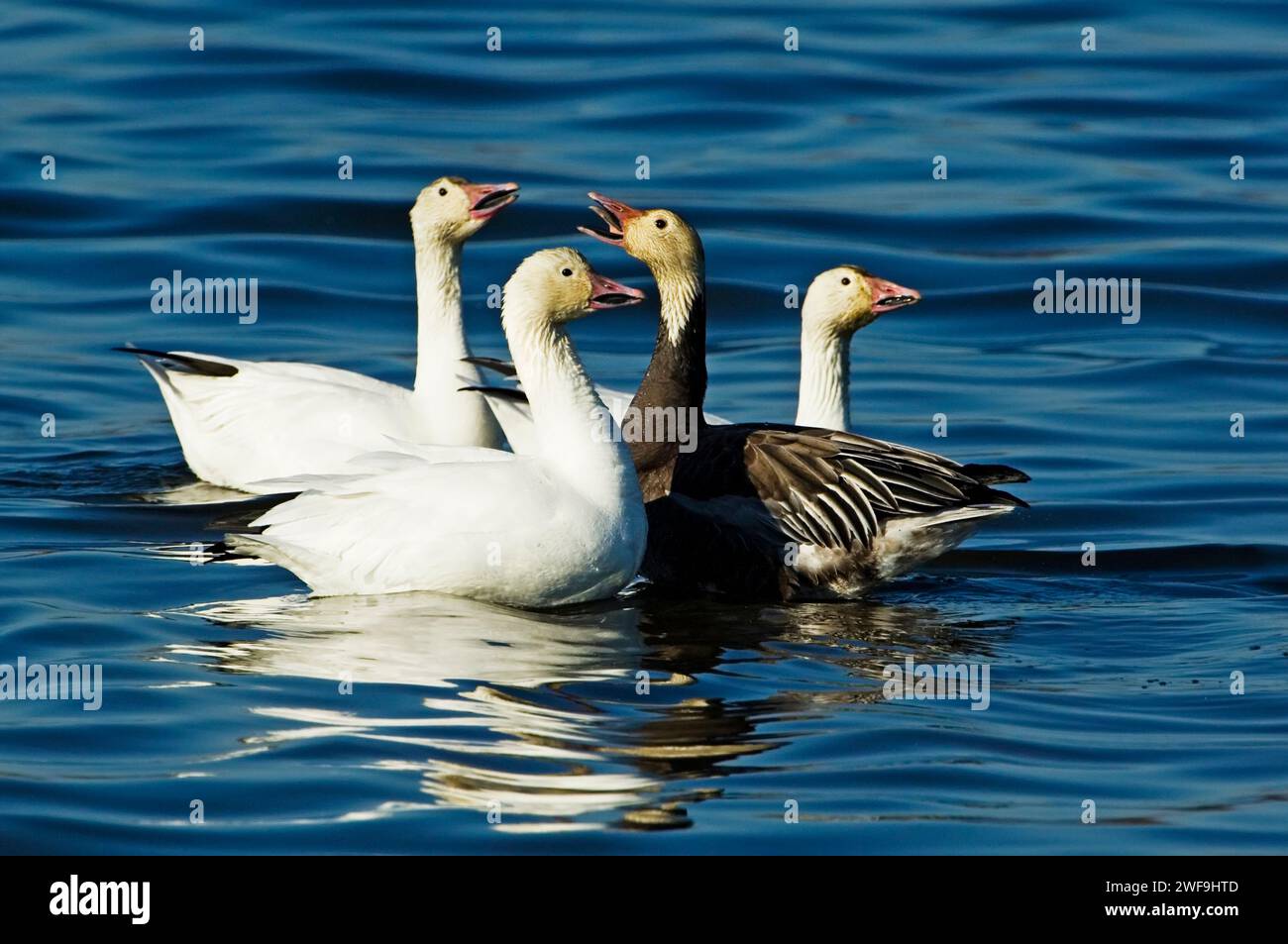 Snow geese group interaction including "blue goose" a color morph Stock ...