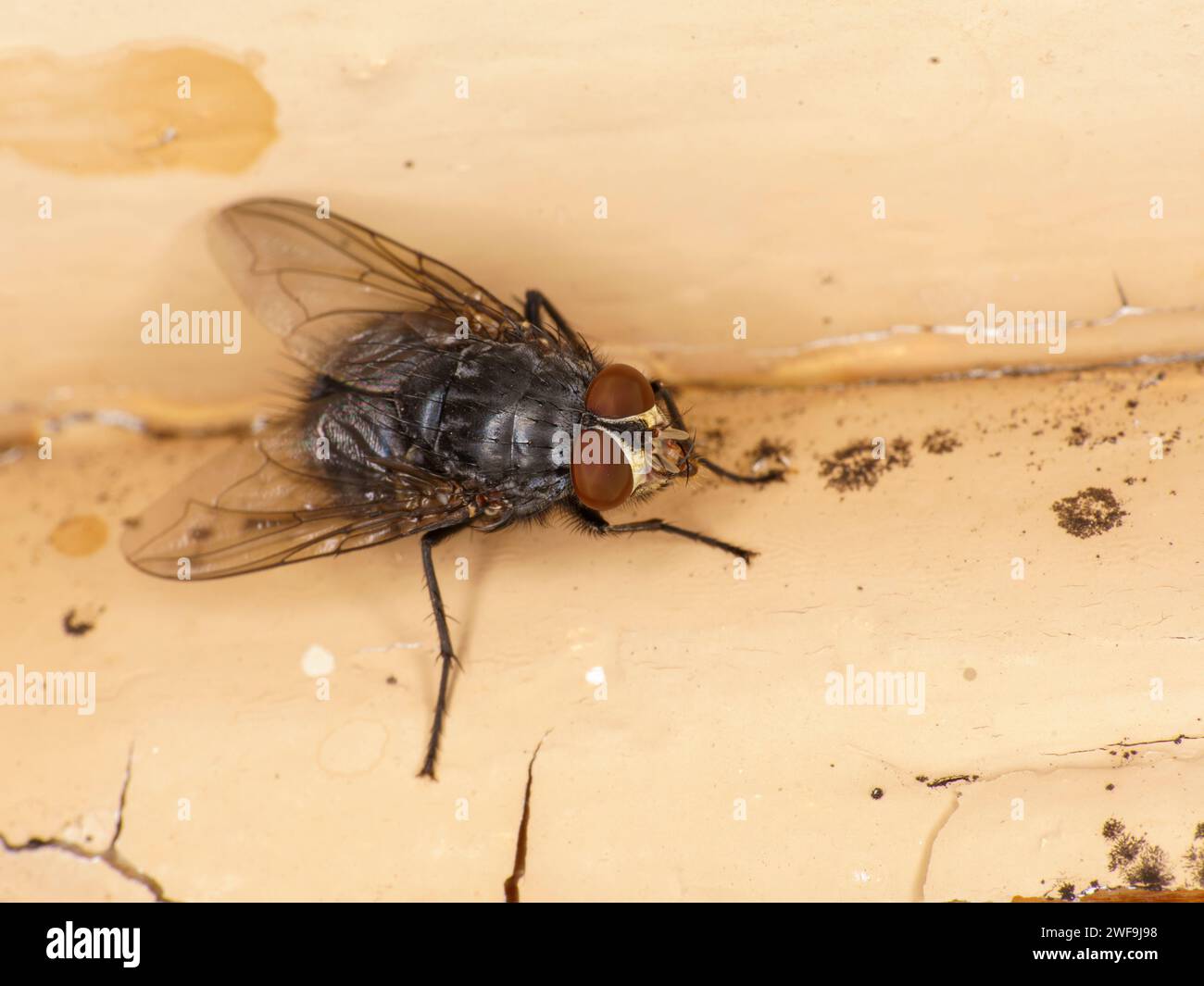 Insect with blue eyes hi-res stock photography and images - Alamy