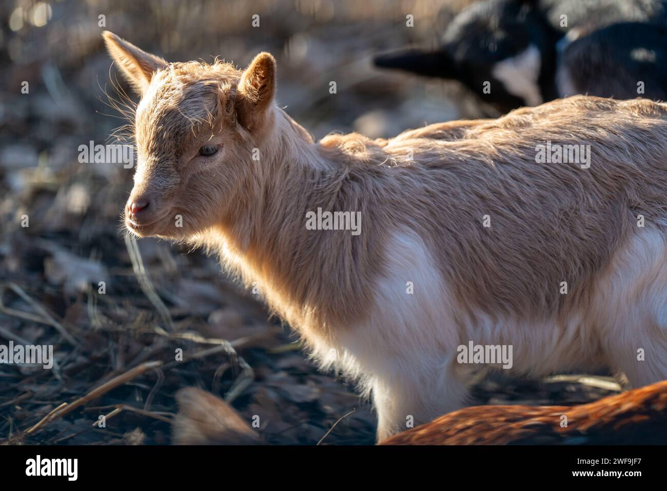 Zoo animali hi-res stock photography and images - Alamy