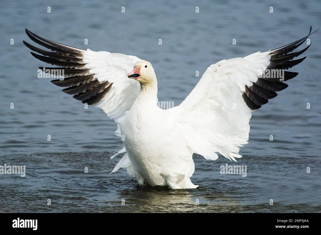 Birds wings display hi-res stock photography and images - Alamy