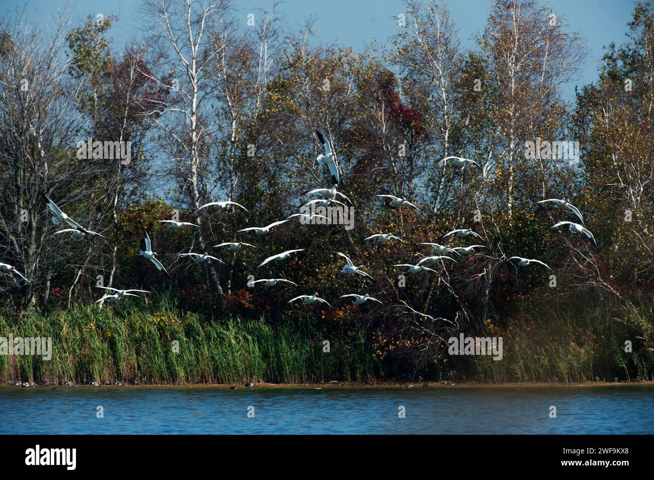 Snow geese flight against late fall foliage Stock Photo - Alamy