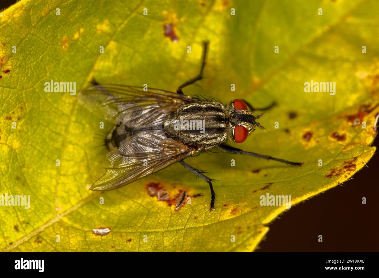 Sarcophaga carnaria Common flesh fly Genus Sarcophaga Family Sarcophagidae wild nature insect ...
