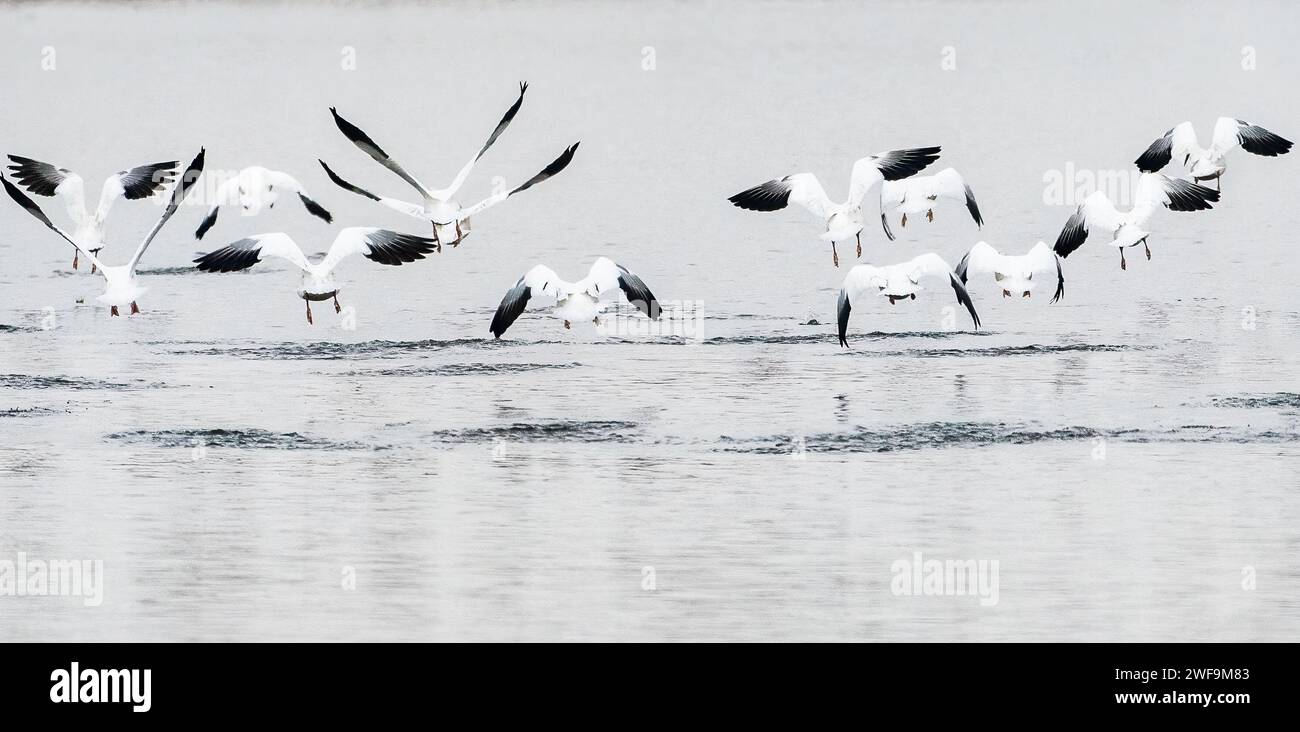Snow geese flight take-off Stock Photo - Alamy