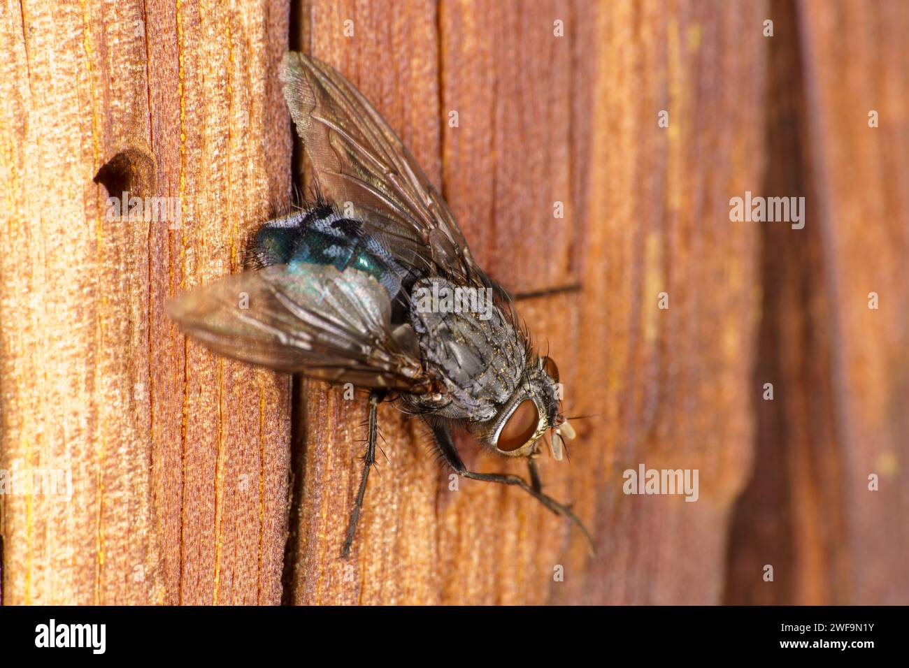 Calliphora vicina family Calliphoridae Genus Calliphora Blue Blowfly ...