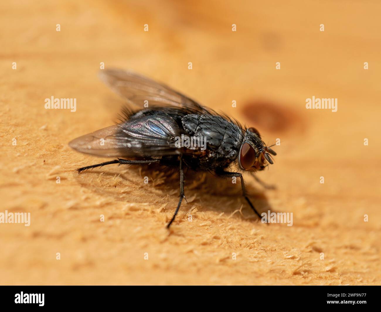 Sarcophaga carnaria Common flesh fly Genus Sarcophaga Family ...