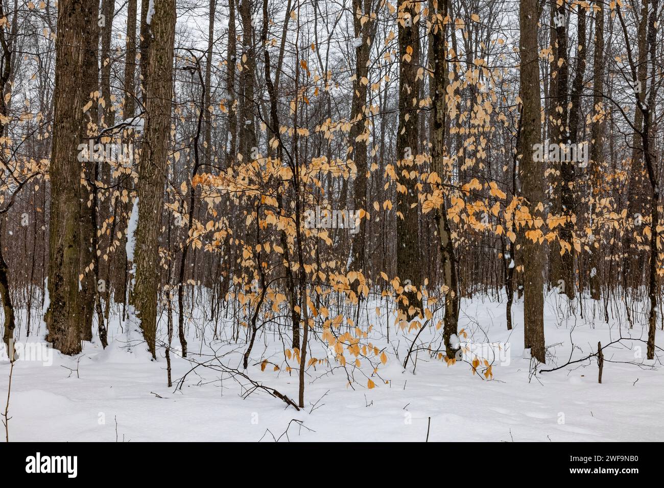 American Beech, Fagus grandifolia, leaves remaining on young trees ...