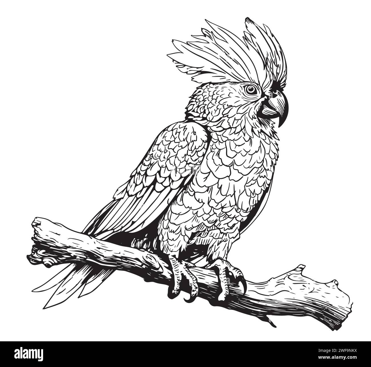 Ara parrot exotic bird engraving art design. Sketch tropical parrot ...